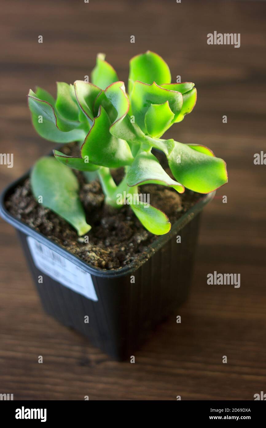 Green succulent home plant - crassula blue bird Stock Photo - Alamy