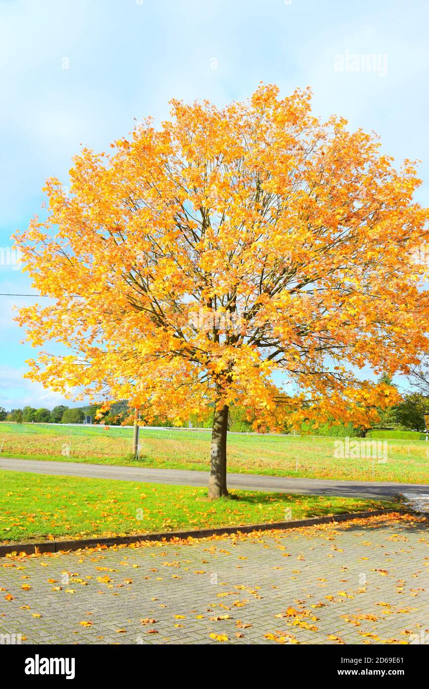 Iconic maple tree hi-res stock photography and images - Alamy