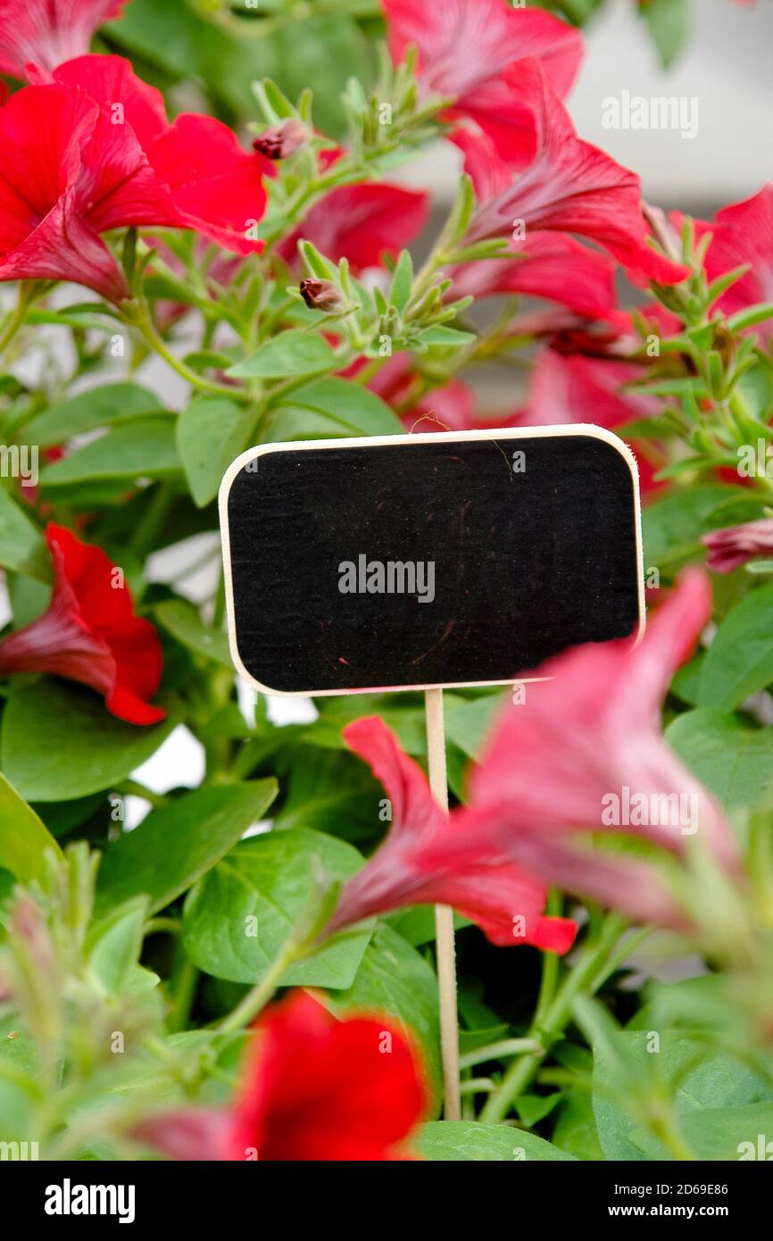 Flowers with price tag on street flower store Stock Photo - Alamy