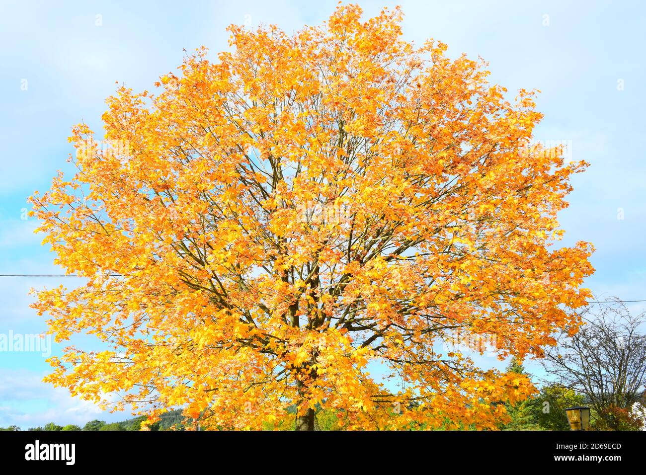 perfect maple tree in autumn Stock Photo - Alamy