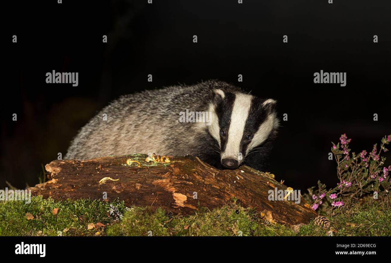 Badger (Scientific name: Meles Meles) Wild, native badger in Autumn ...