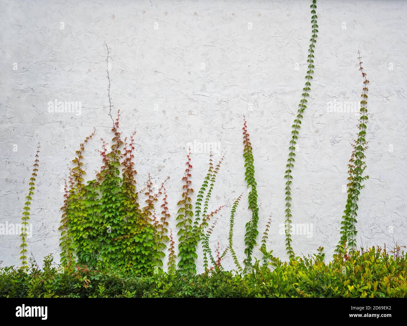 Vines growing up wall building hi-res stock photography and images - Alamy