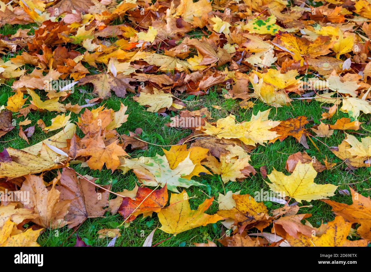Falling maple leaves tree hi-res stock photography and images - Alamy