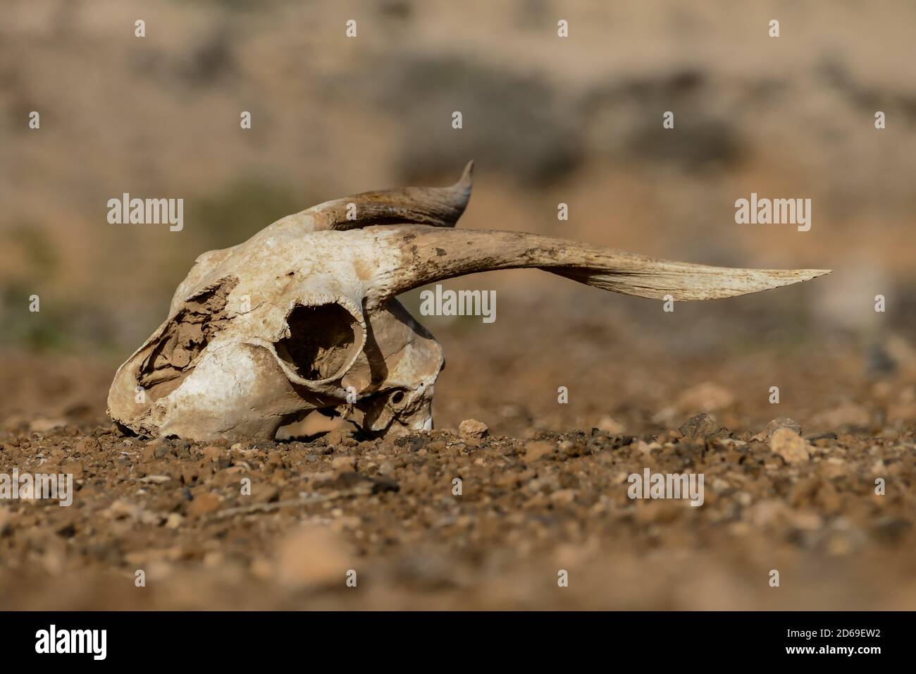 Dry Goat Skull Bone, Goat Skull background in the desert Stock Photo ...