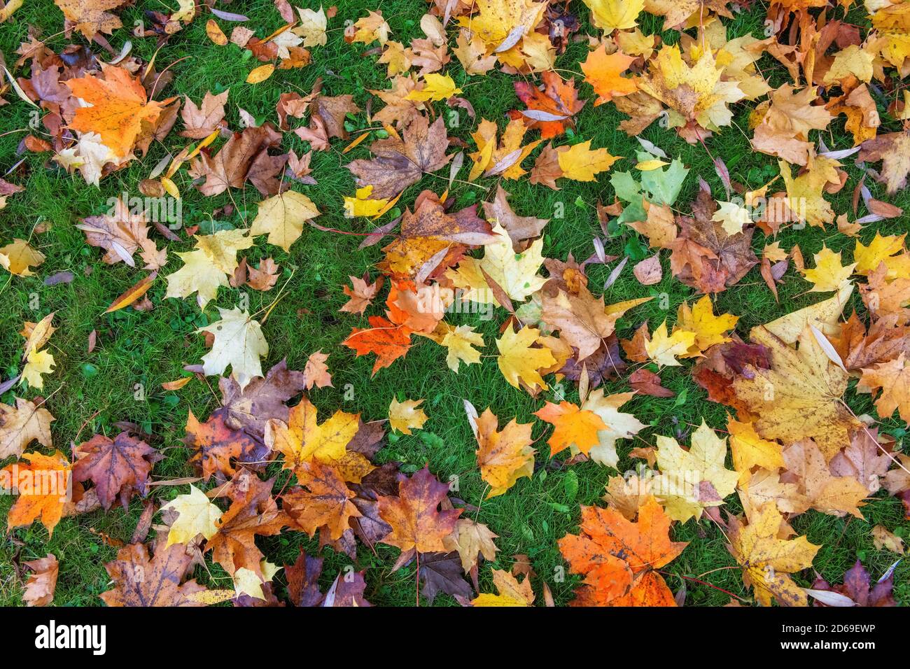 Falling yellow maple leaves hi-res stock photography and images - Alamy