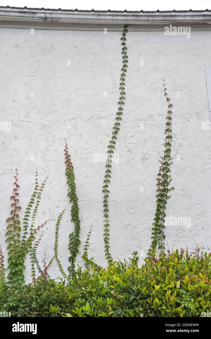 Vines Growing Up Wall Building High Resolution Stock Photography and ...
