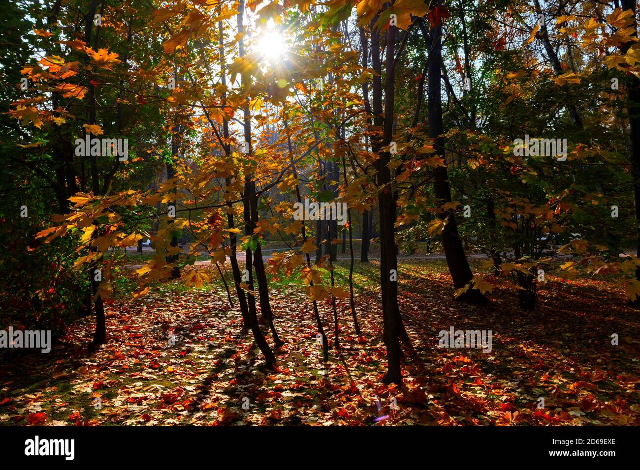 Maple tree landscape nature hi-res stock photography and images - Alamy