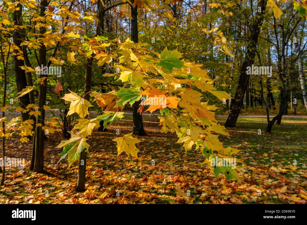 Maple tree maple tree branch hi-res stock photography and images - Alamy