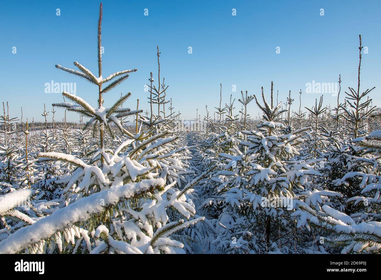 Evergreen forest with mountain backgrounds hi-res stock photography and ...