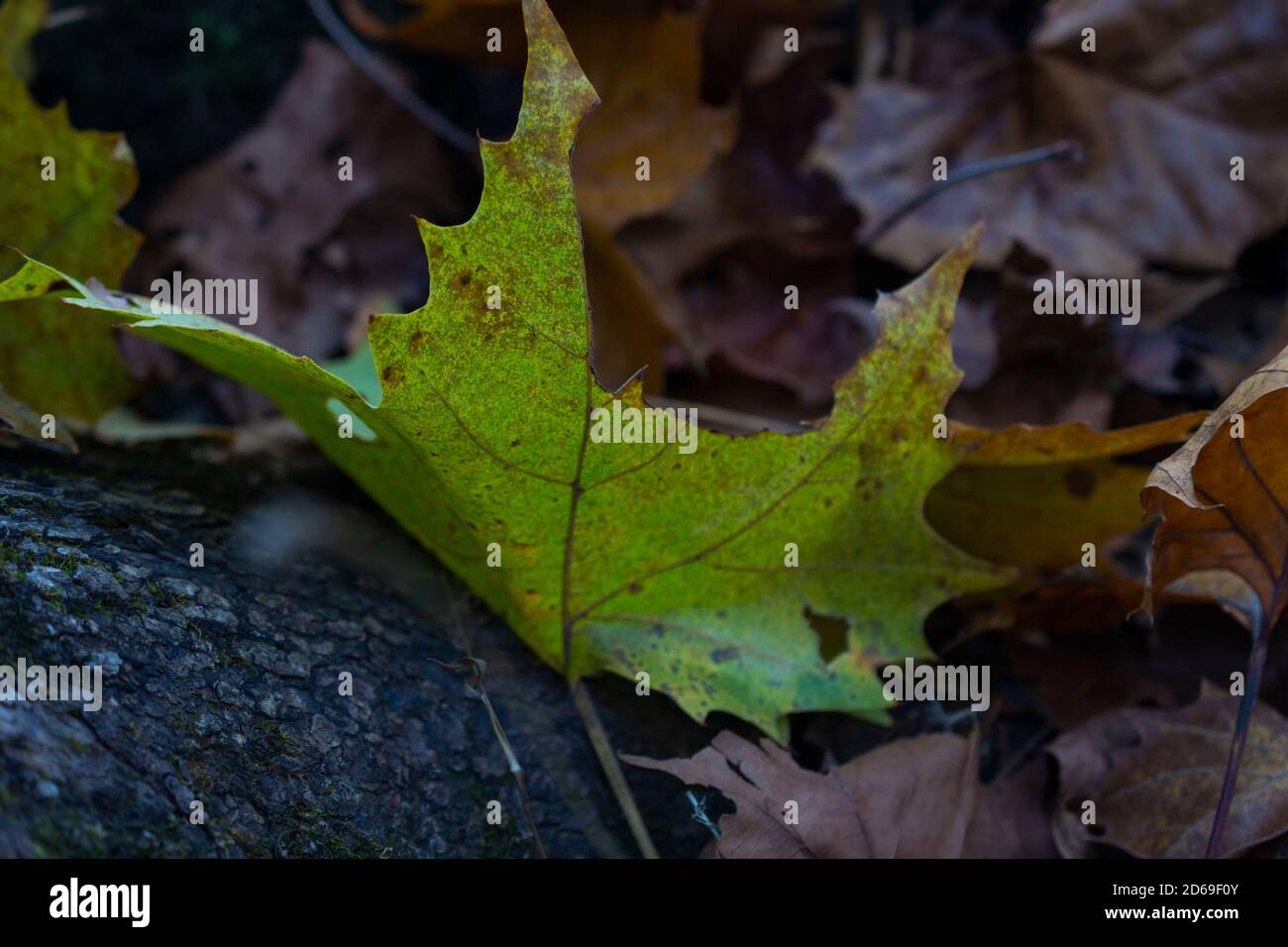 Broken leaf hi-res stock photography and images - Alamy