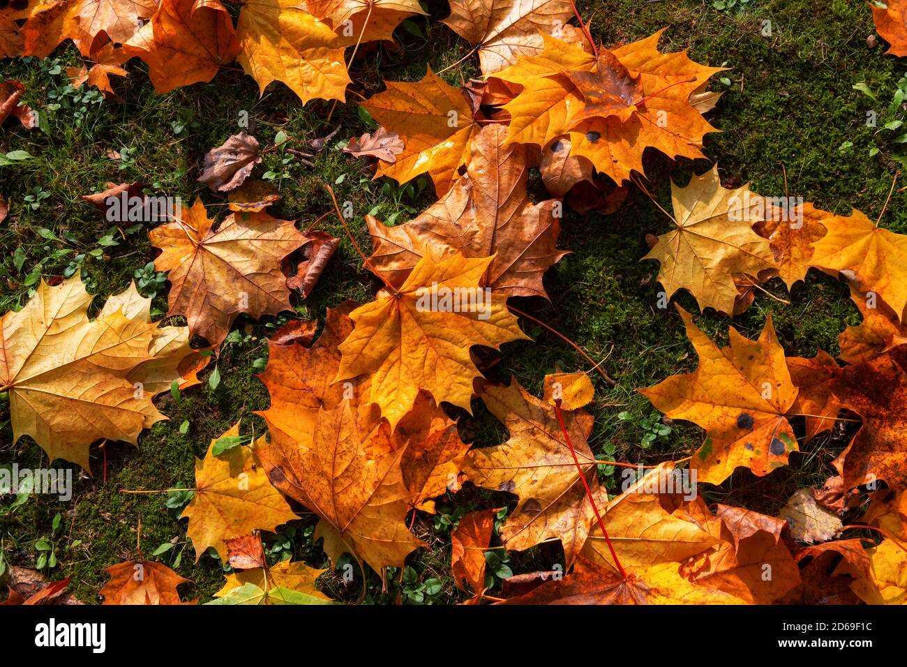 Falling red maple leaves hi-res stock photography and images - Alamy
