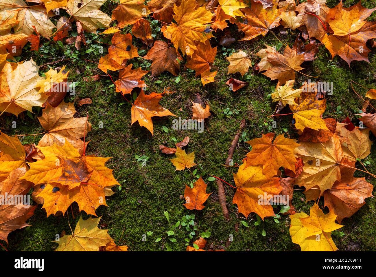 Falling red maple leaves hi-res stock photography and images - Alamy