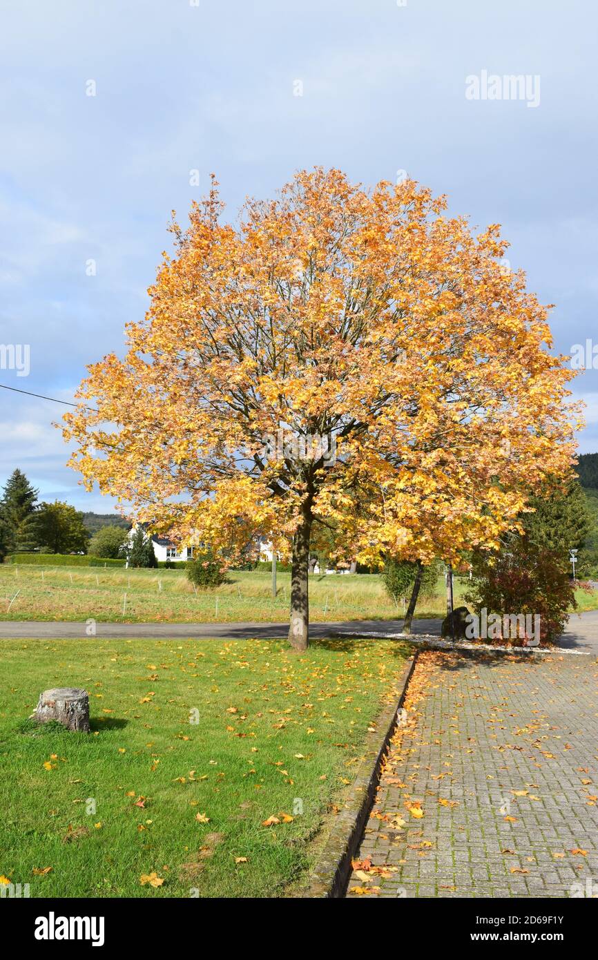 perfect maple tree in autumn Stock Photo - Alamy