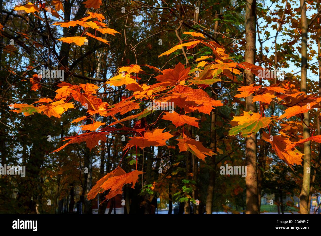Maple tree branch with colored leaves in autumn forest Stock Photo - Alamy