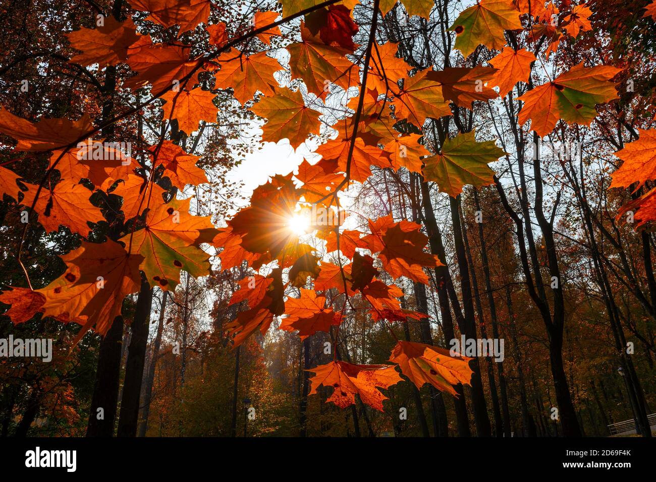 Autumn colored leaves in maple trees at sunset Stock Photo - Alamy