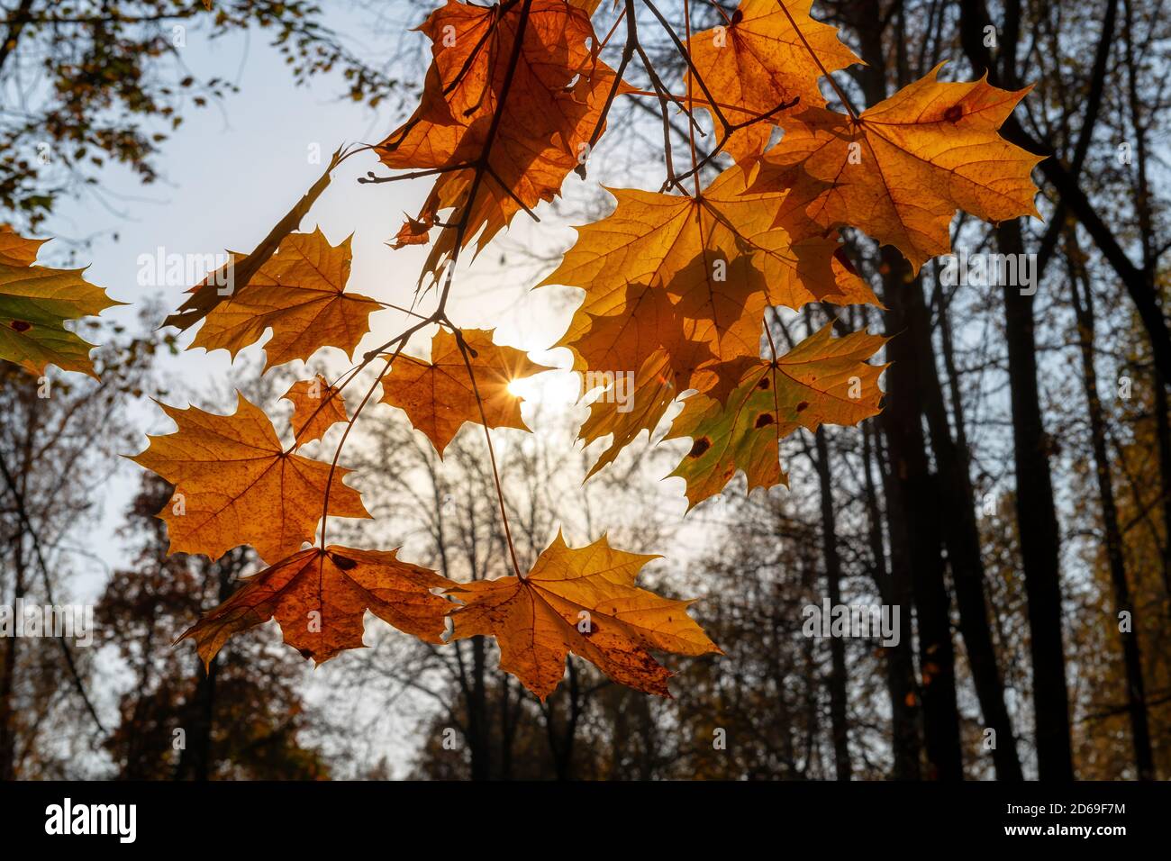 Maple tree branch hi-res stock photography and images - Alamy