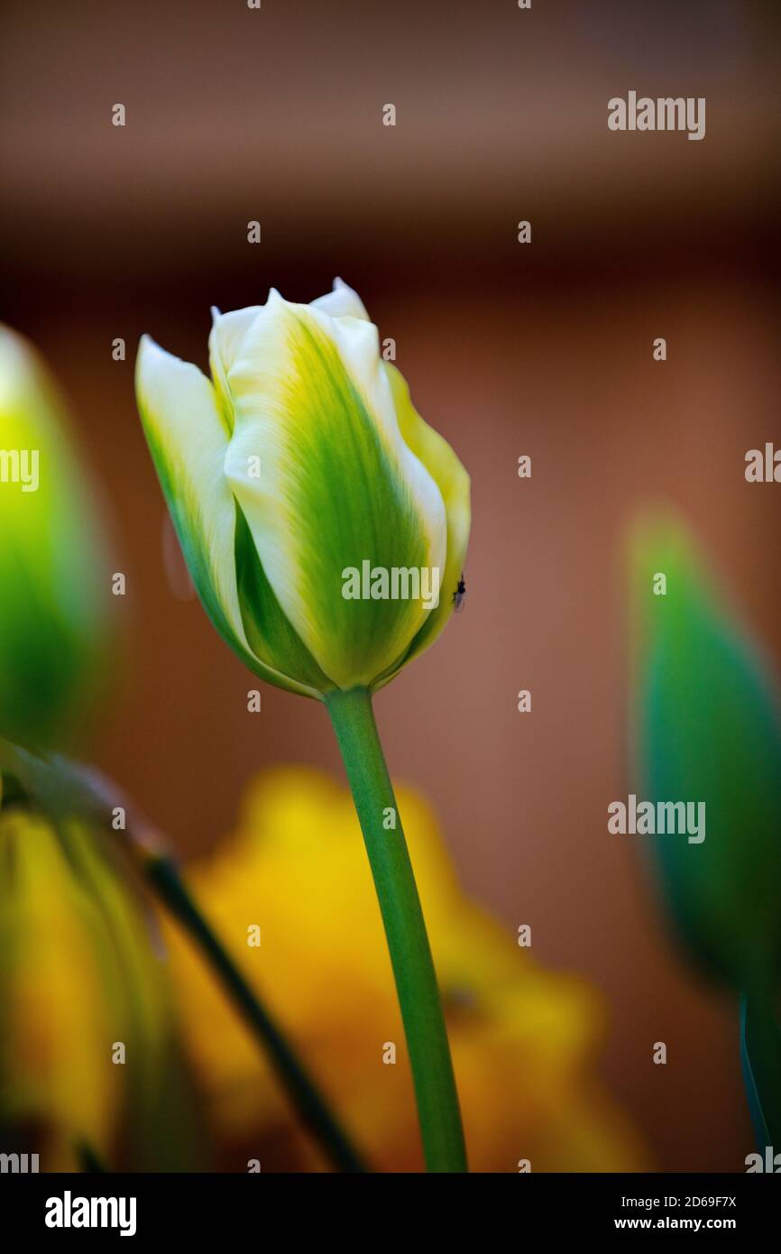 Tulip, cream with green flush Stock Photo - Alamy