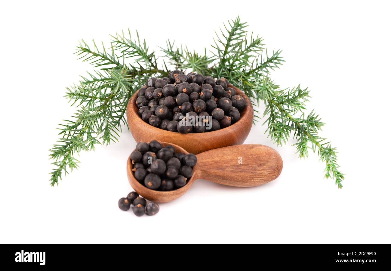 Dry juniper berries with a green branch, isolated on white background ...