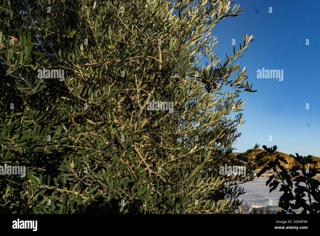 olive tree with olives and sky background Stock Photo - Alamy