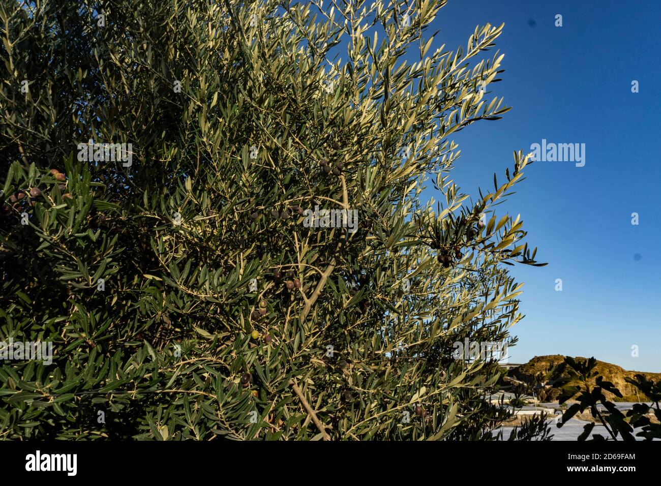 olive tree with olives and sky background Stock Photo - Alamy