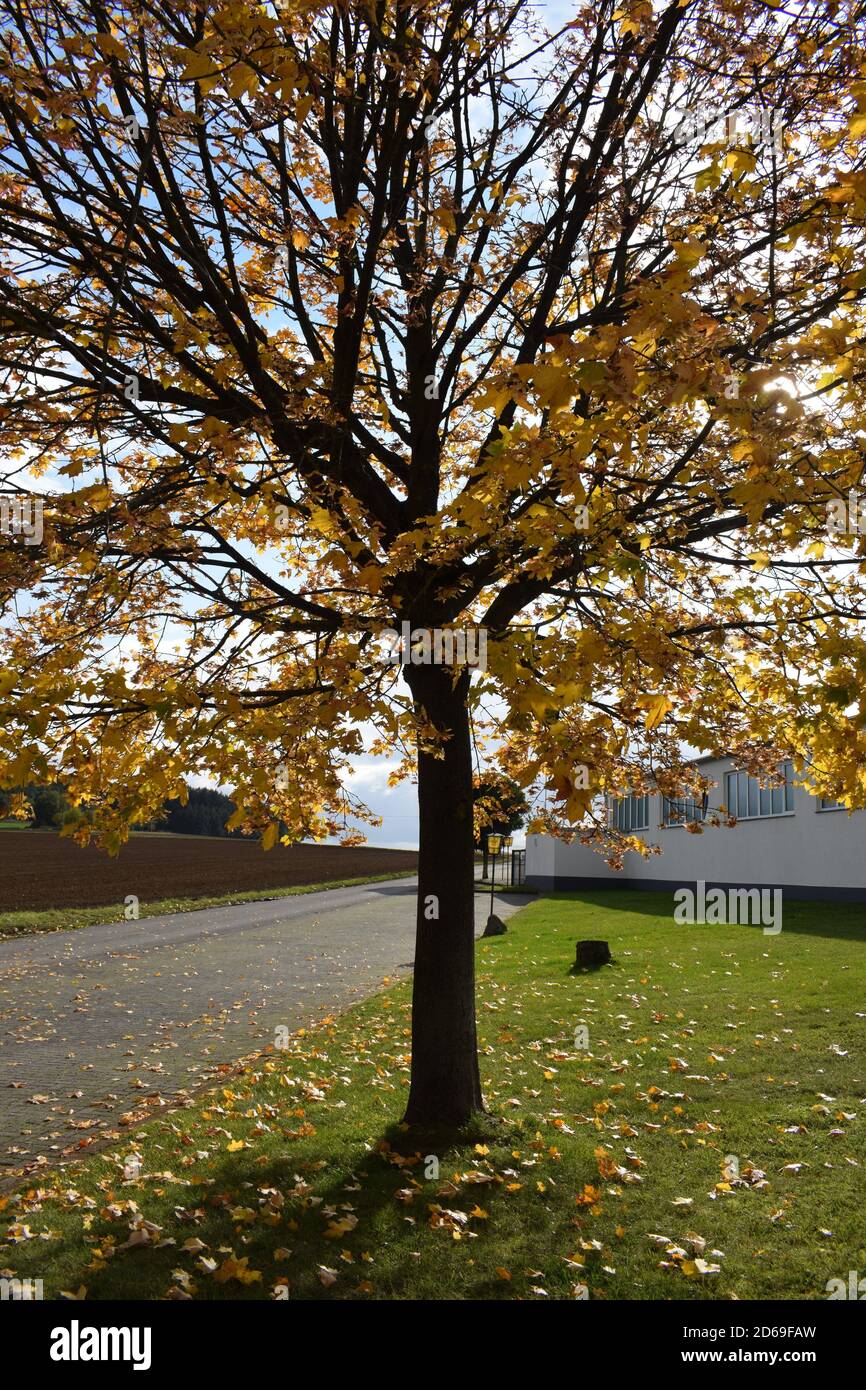 perfect maple tree in autumn Stock Photo - Alamy