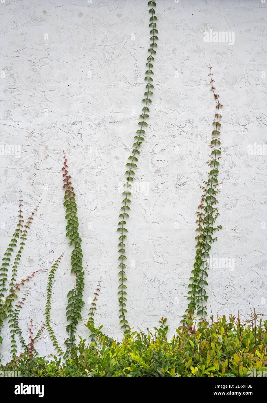 Vines growing up wall building hi-res stock photography and images - Alamy