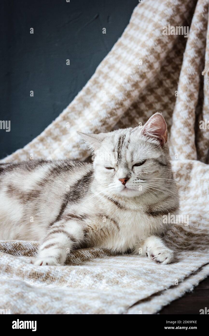 Pregnant cat laying on the fabric textile material Stock Photo - Alamy
