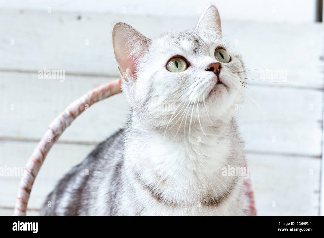 Cat lookin hi-res stock photography and images - Alamy