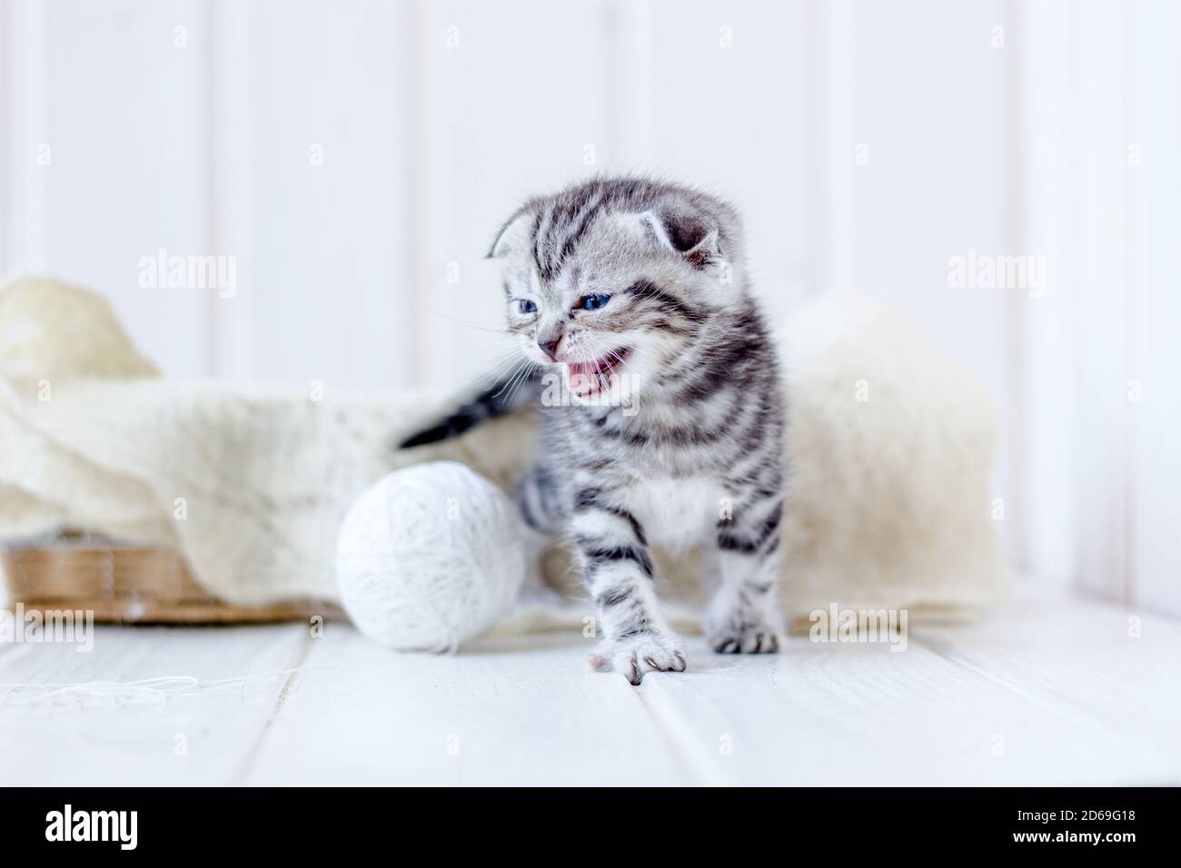 Kitten in basket meow, crying for mother Stock Photo - Alamy