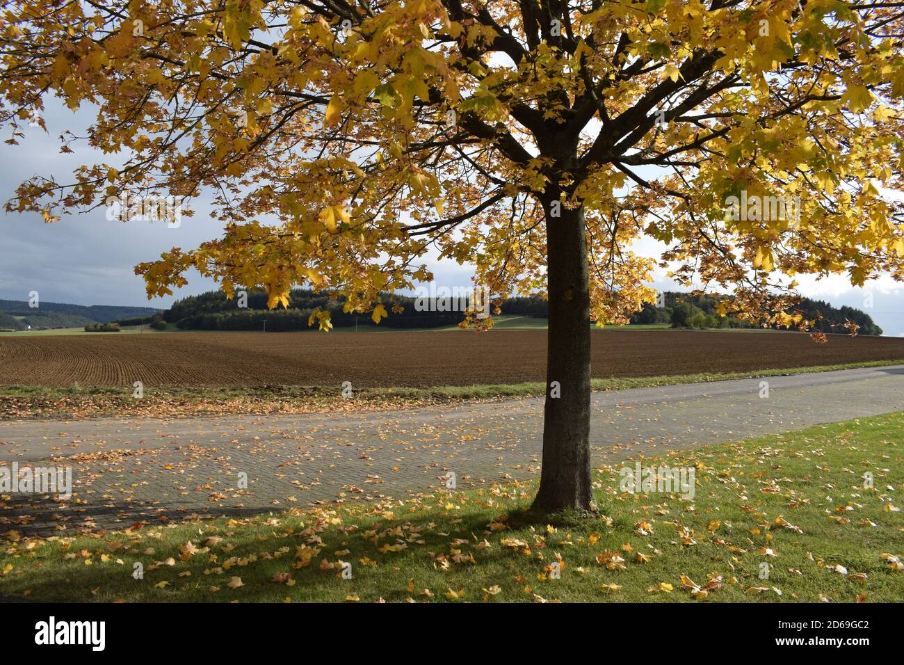 perfect maple tree in autumn Stock Photo - Alamy