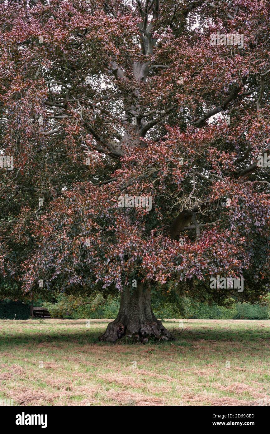 Copper beach tree hi-res stock photography and images - Alamy