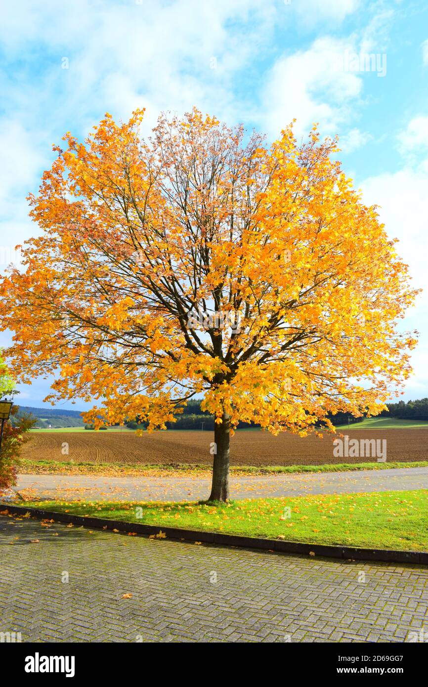 perfect maple tree in autumn Stock Photo - Alamy