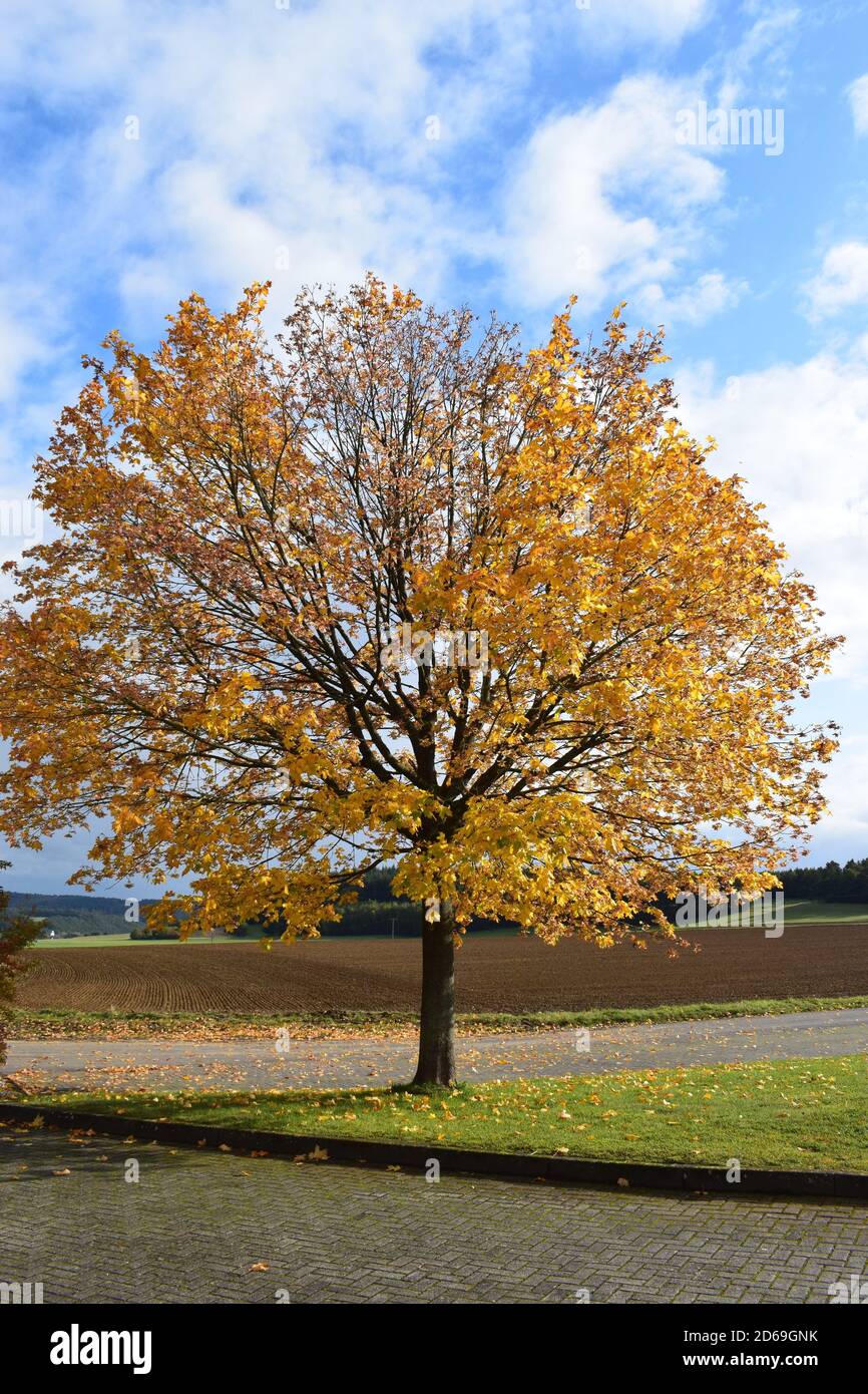 perfect maple tree in autumn Stock Photo - Alamy