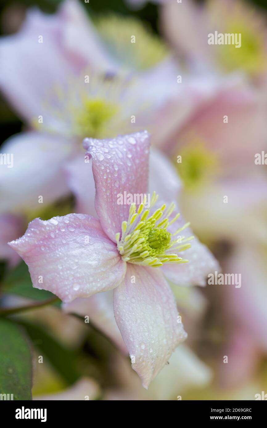 Clematis montana rubens Stock Photo - Alamy