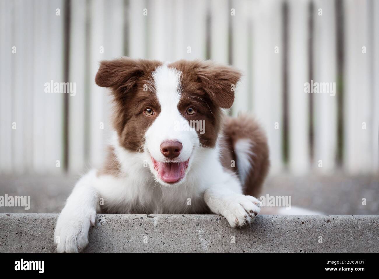Adorable Border collie puppy sitting on the ground. Four months old ...
