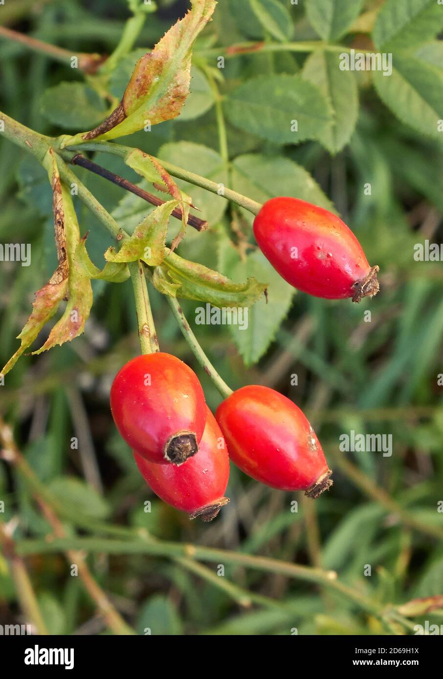 Dog Rose (Rosa canina) leaves and fruit (hips), close-up Stock Photo ...
