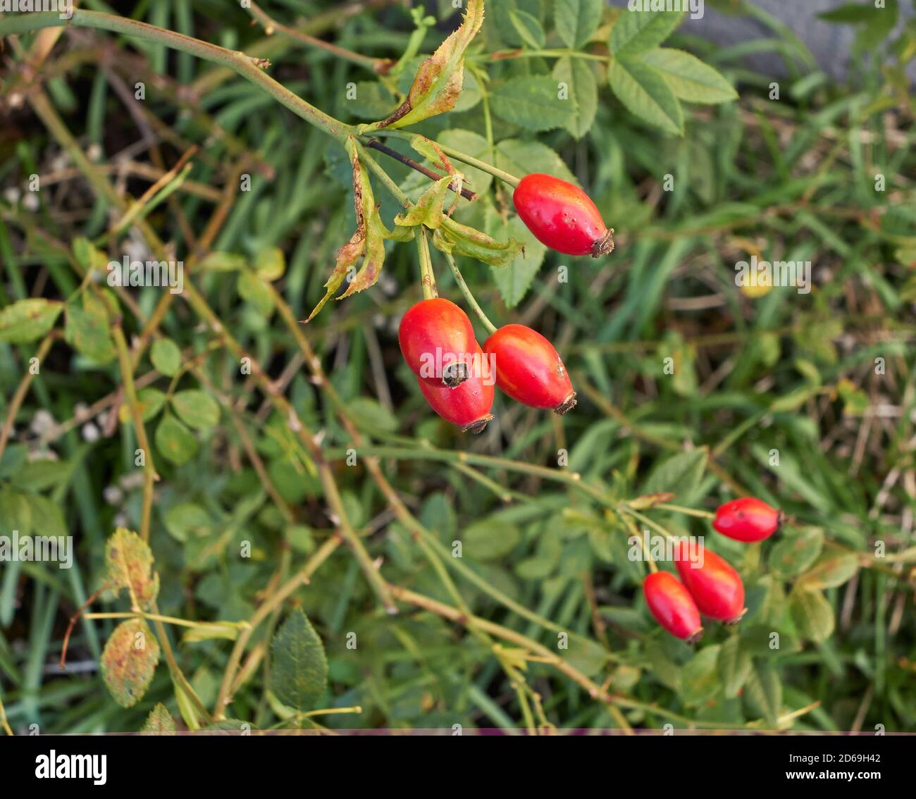 Dog Rose (Rosa canina) leaves and fruit (hips), close-up Stock Photo ...