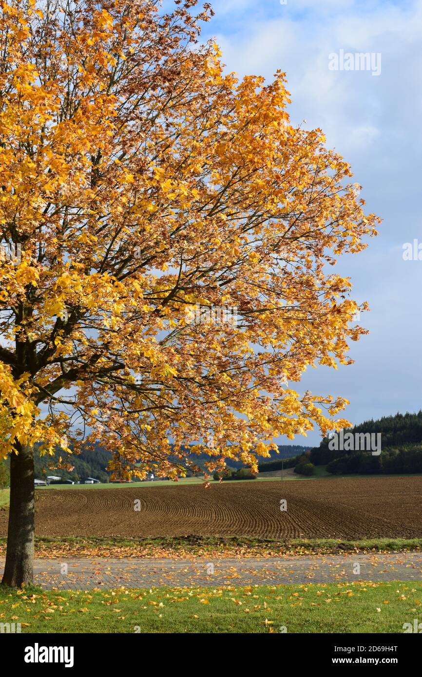 perfect maple tree in autumn Stock Photo - Alamy