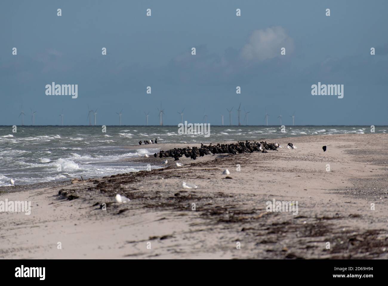 Birds cormorants seagulls on sea hi-res stock photography and images ...