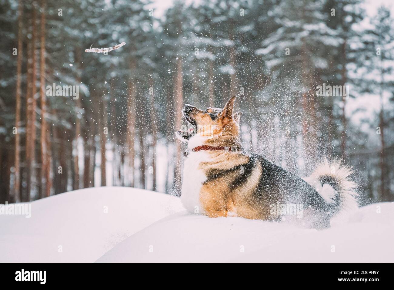 Funny Dog In Deep Snow