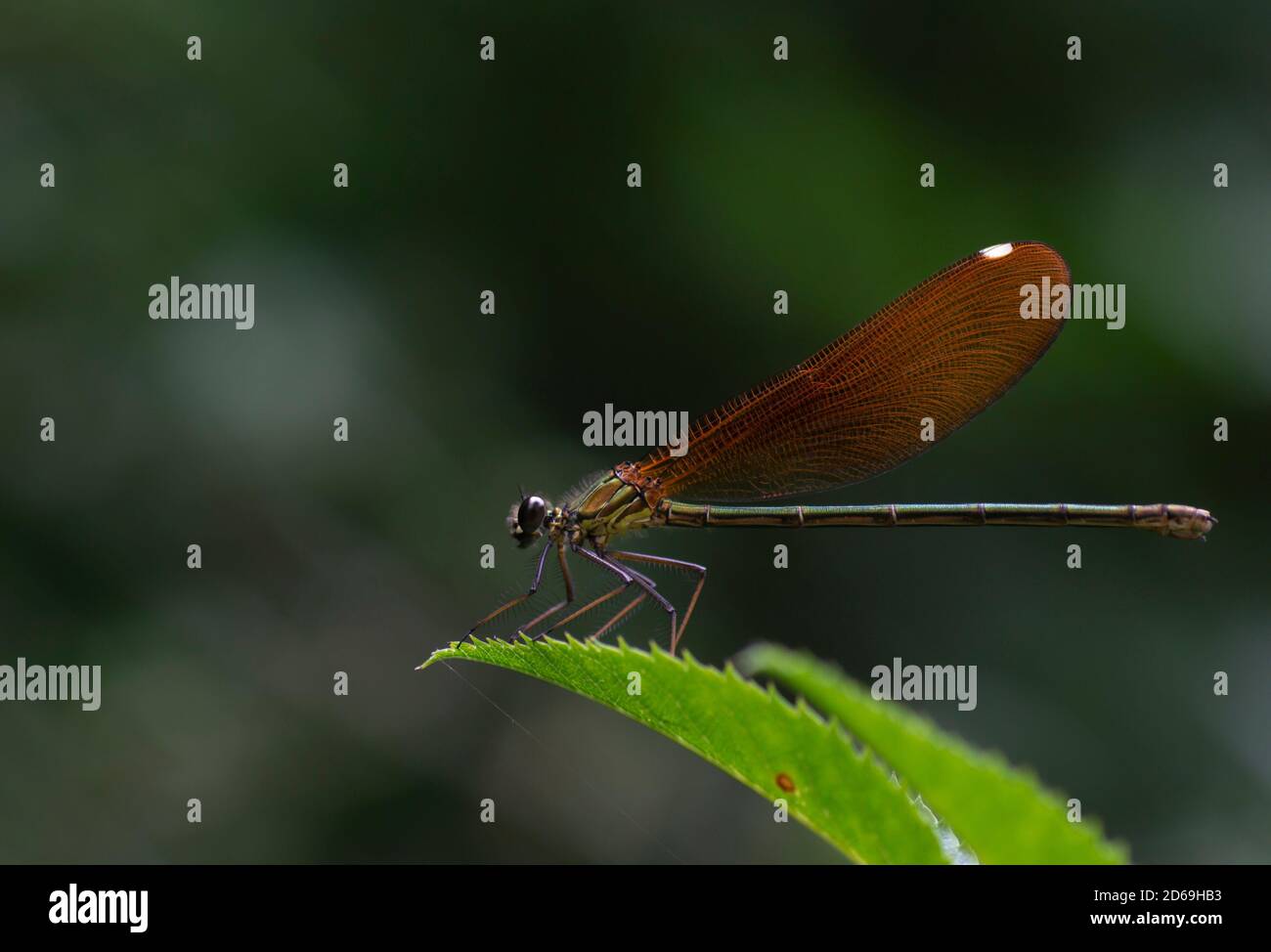 Dragonfly under hi-res stock photography and images - Alamy