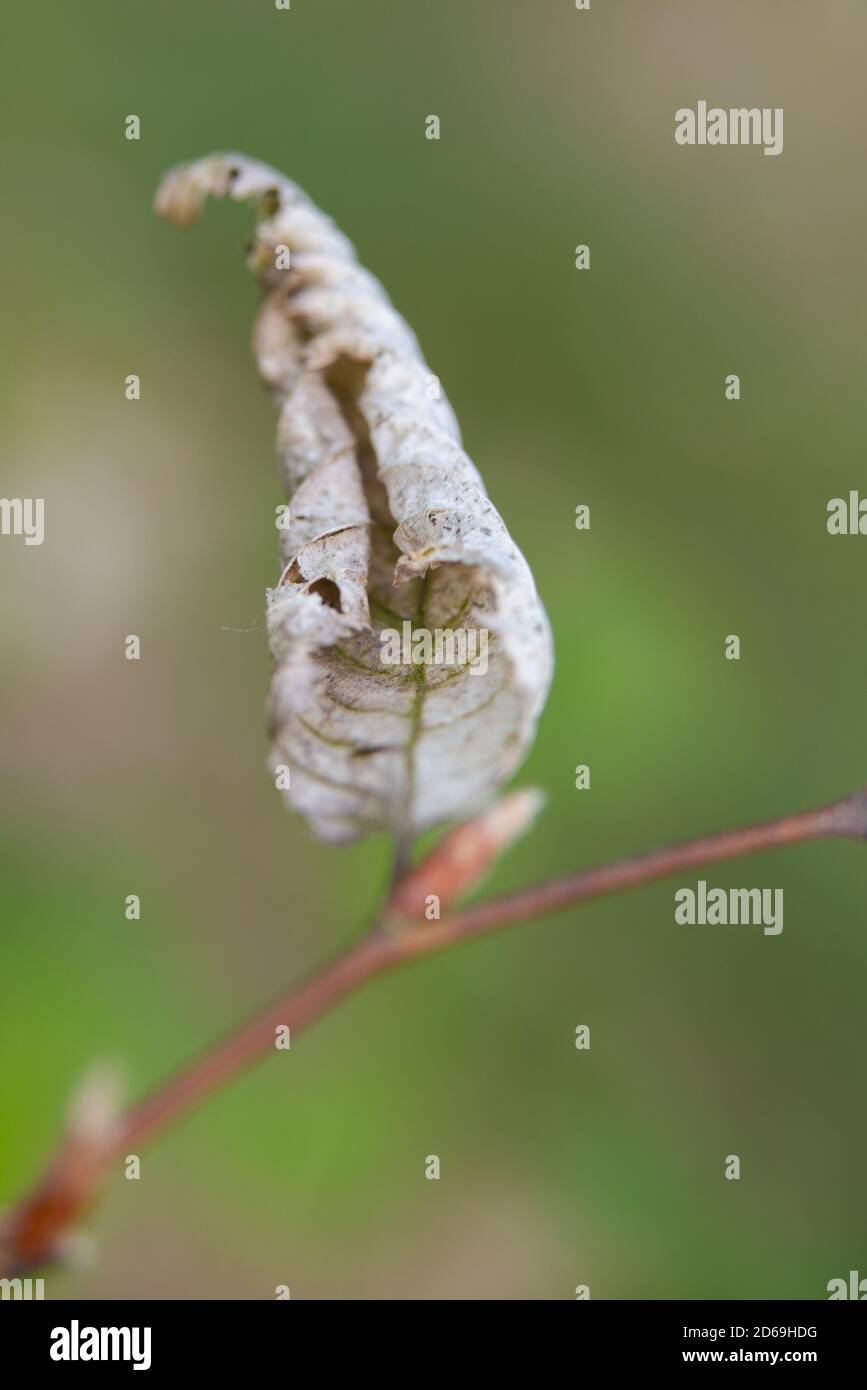 Crisp leaf hi-res stock photography and images - Alamy