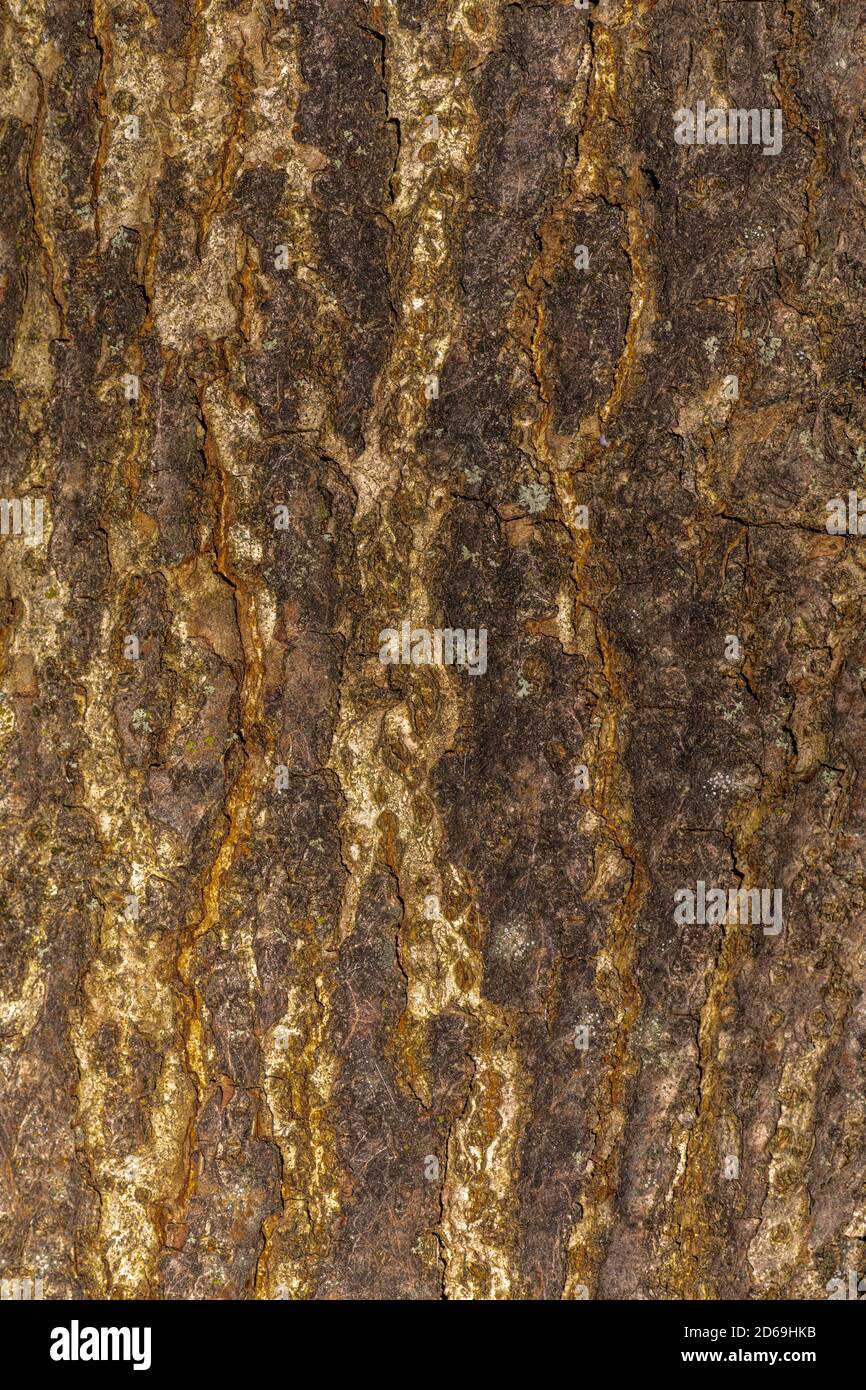 Bark of Crimson Spire Oak (Quercus alba x robur 'Crimschmidt' Stock ...