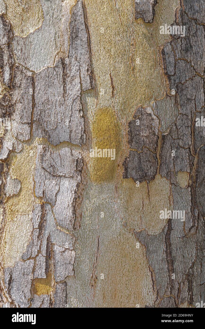 Sycamore bud snow hi-res stock photography and images - Alamy