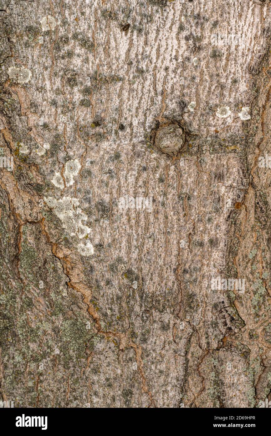 Bark of Northfire Red Maple (Acer rubrum 'Olsen' Stock Photo - Alamy