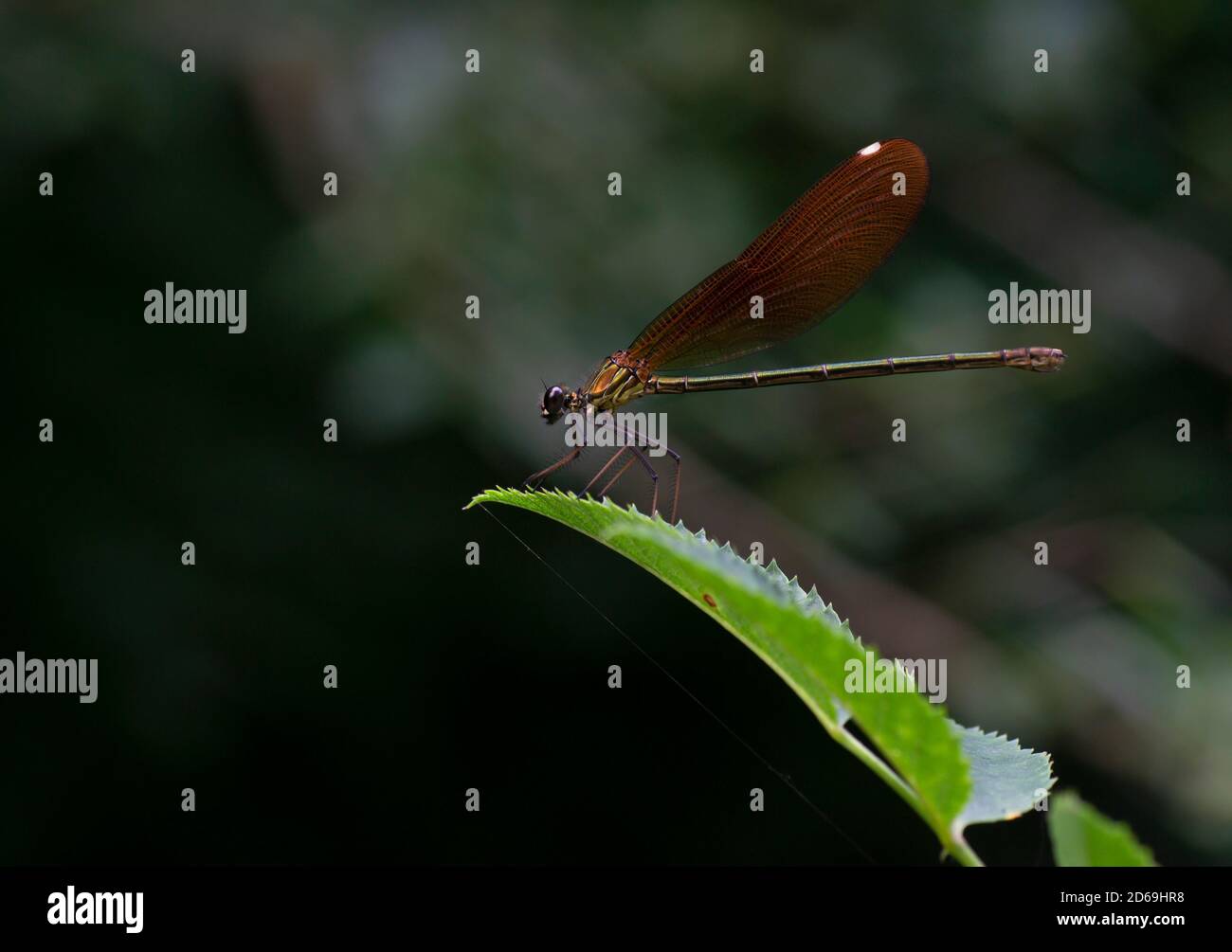 Dragonfly under hi-res stock photography and images - Alamy