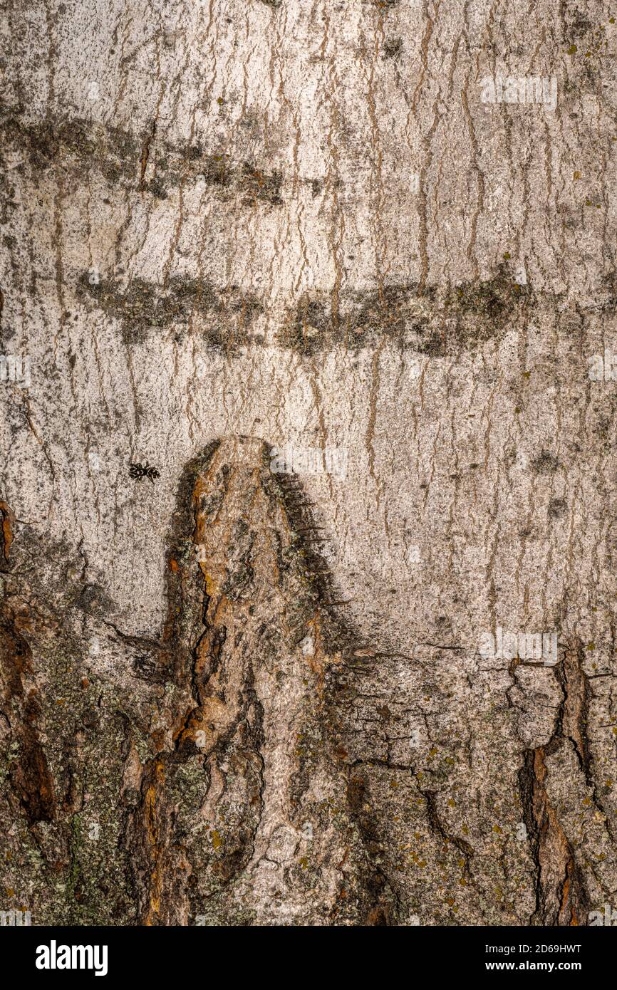 Bark of Red Maple (Acer rubrum 'Morgan' Stock Photo - Alamy