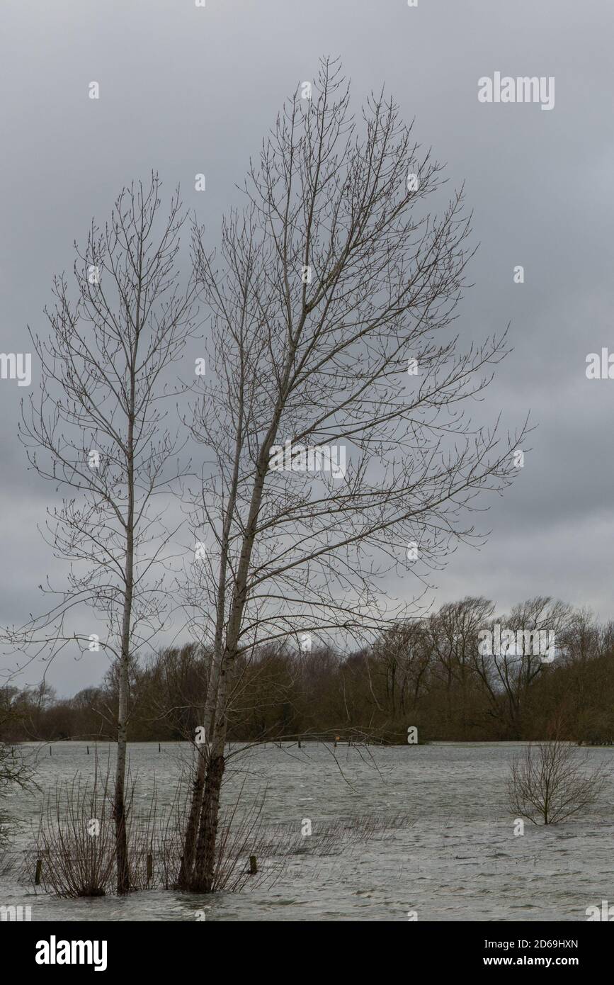 floods trees in water Stock Photo - Alamy