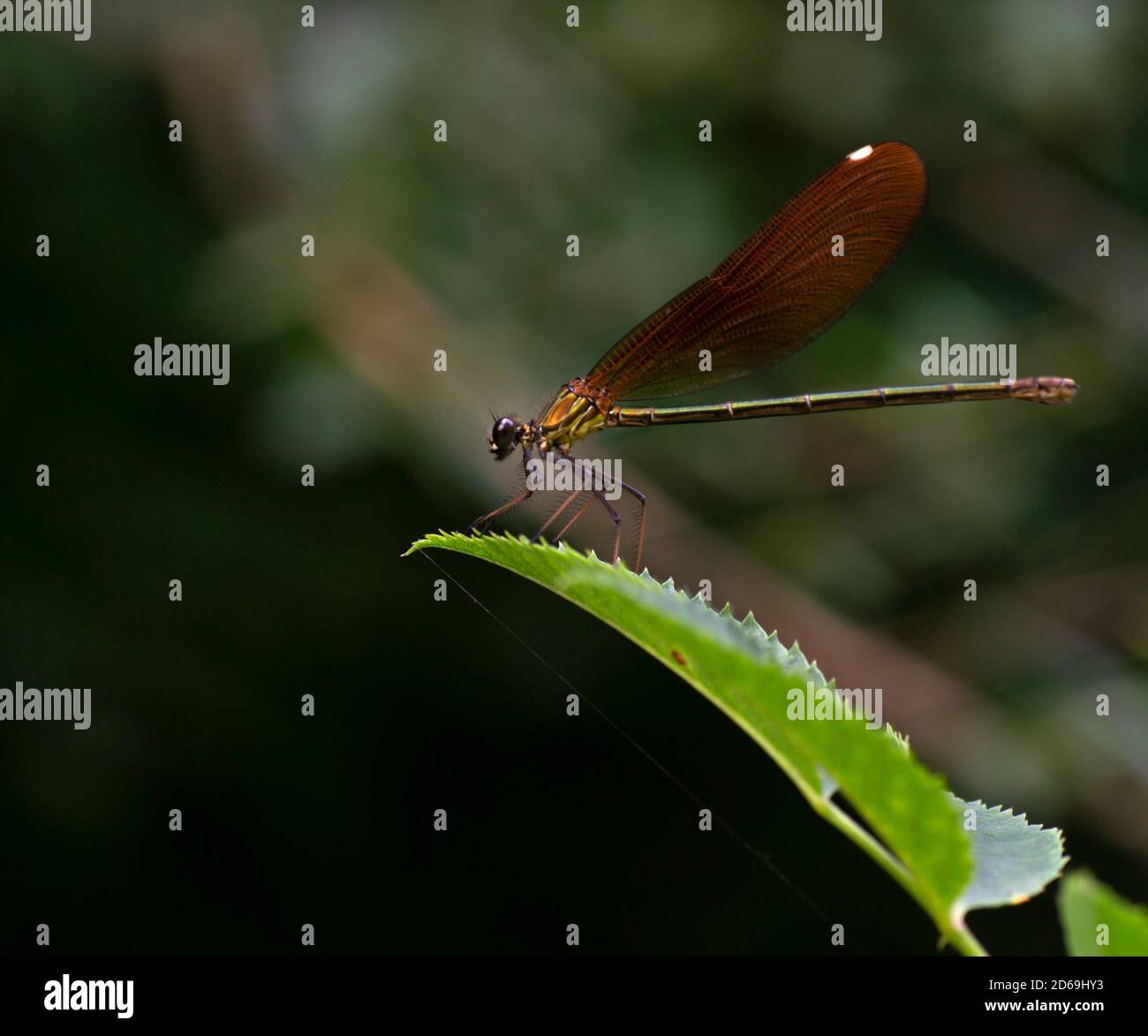 Dragonfly under hi-res stock photography and images - Alamy