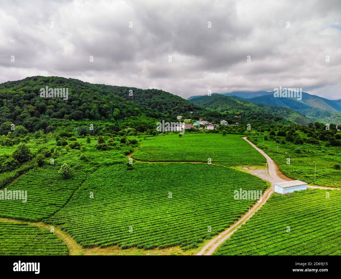Top view of green tea plantation taken by drone camera Stock Photo - Alamy